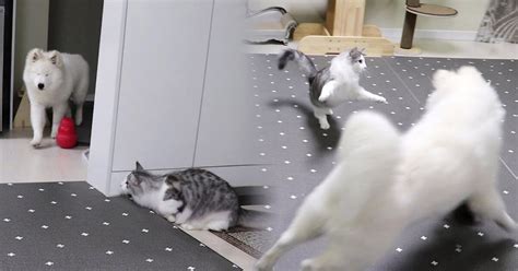 Questo Gattino Adora Fare Gli Agguati Al Suo Fratellone Un Cane
