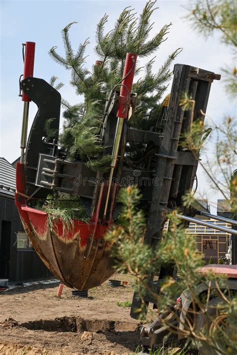 Tree Transplanter Heavy Machine Machine For Transplanting Large Trees