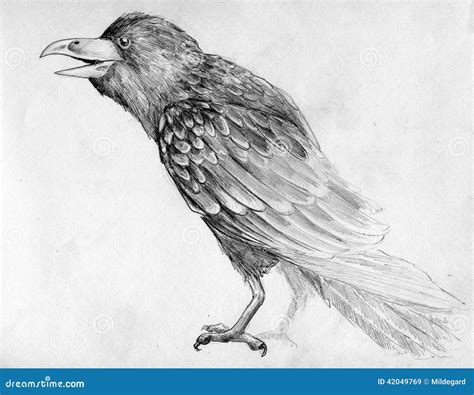Sketch Of A Raven Vector Illustration 56859078