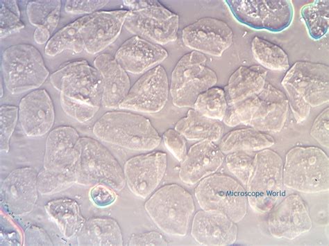 Cheek Cell Under Microscope