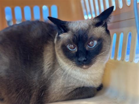 샴 칸쵸 보스턴테리어 핏불테리어 허스키 테리어종류 꼬똥 차오차오 아프간하운드 Cat 강아지분리불안 털안빠지는강아지 귀여운강아지 강아지종 사바나캣 믹스견 잭러셀테리어 시추