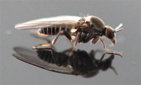 What Are Little Black Bugs That Fly At William Christy Blog