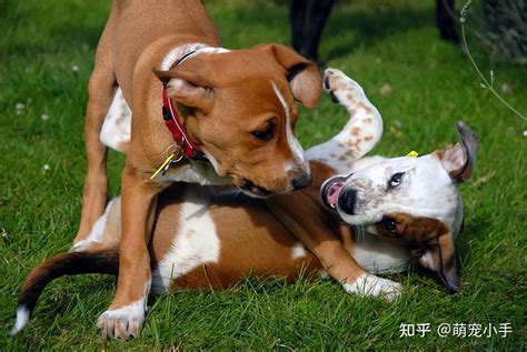 遇到“恶犬”咬人怎么办？朝它这些地方打，救人、自救都可以 知乎