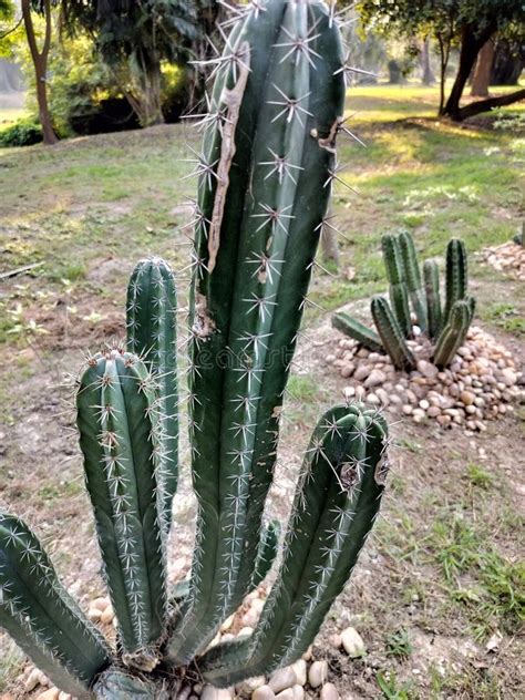 Cactus Tree Or Plant Rooted On A Local Public Garden Growing On A