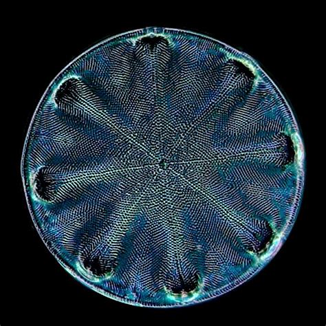 Nature Under Glass Gallery Of Victorian Microscope Slides Live Science