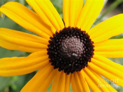 Macro Daisy Photograph By Elizabeth Hernandez Fine Art America