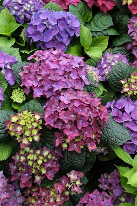 Hydrangea Macrophylla 🌺 🌿 Discover The Beauty And Care Tips