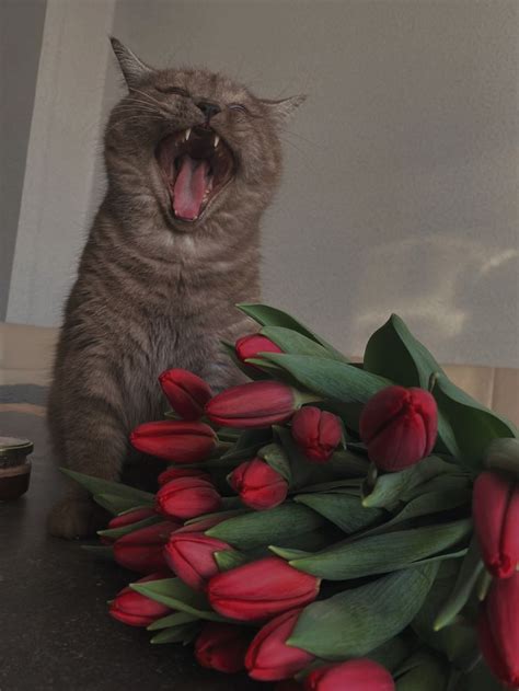 Кот с тюльпанами. Кот и букет цветов. 8 марта. Прикольные коты. Животные.