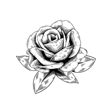 Rose Vector Outline