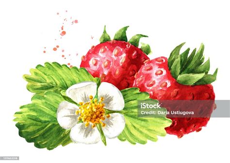 꽃 야생 숲 딸기와 잘 익은 베리 흰색 배경에 격리 된 수채화 손으로 그린 일러스트레이션 0명에 대한 스톡 벡터 아트 및 기타