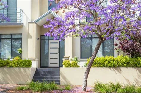 What Can I Do About Problem Tree Roots