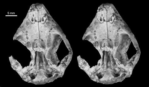 Unpublished Specimen Of Kryptobaatar Field Number Pss Mae 631 From The