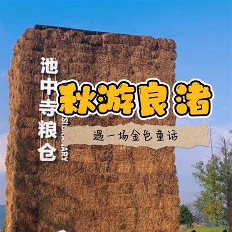 千亩水稻本周已黄！秋色入画就在良渚