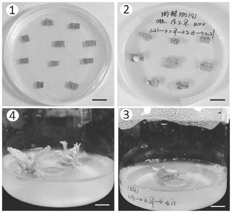 Crispr Cas9 System To Knock Out The Pds Gene Of Populus Alba And Its