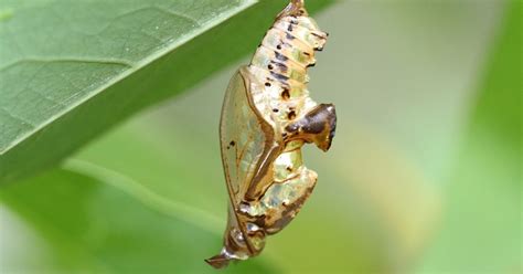 臺灣蝴蝶誌 Butterflies in Taiwan 單帶蛺蝶 蛹