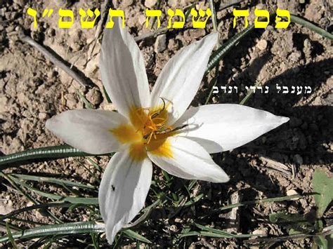 בְּ ל וֹ גְ נָ רְ דִ י פסח נגד אימגין של לנון