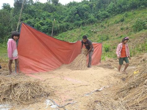 မန်ကန်မြို့နယ်တွင် တောင်ယာစပါးများစတင်ရိတ်သိမ်း Information And