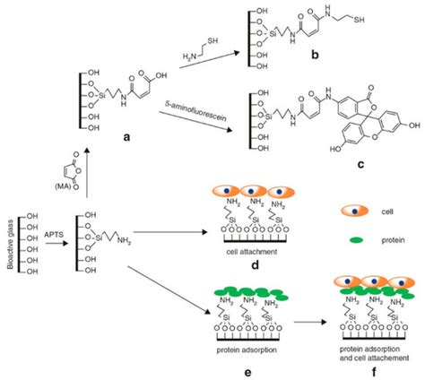 Materials Free Full Text Functionalization And Surface Modifications Of Bioactive Glasses