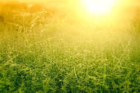 Premium Photo Close Up Of Grass Growing In Field