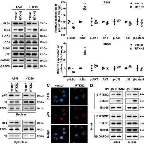 Rtkn2 Directly Acted On The Nf κb Signalling Pathway A The P Akt P38