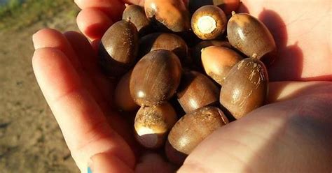 She Wanted Nuts Imgur