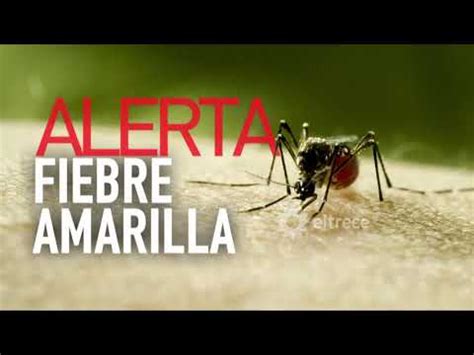 Fiebre Amarilla Causas Síntomas y Opciones de Tratamiento Efectivas