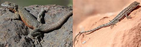 7 Types Of Lizards Found In Washington State Bird Watching Hq
