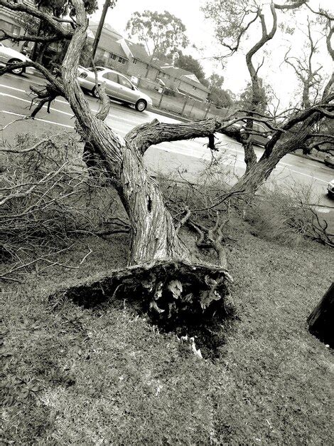 Premium Photo Trees In The Dark Premium Photo Trees In The Dark