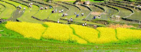 ảnh đẹp Thiên Nhiên Ảnh đẹp Thiên Nhiên Nông Thôn Việt Nam