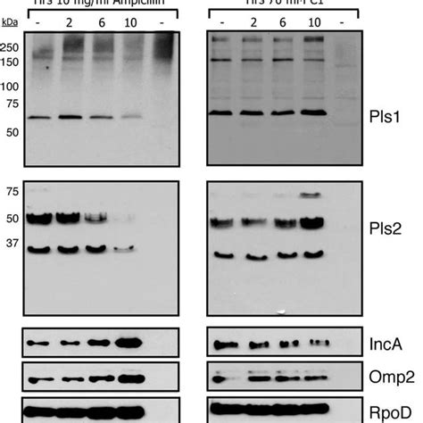 Subcellular localization of Pls1 and Pls2 in C. trachomatis -infected ...