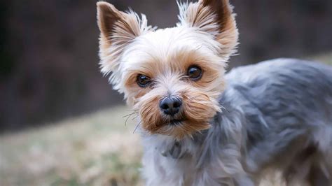 Las Razas De Perros Más Populares Del Mundo