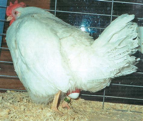 How Do Chickens Lay Eggs How It Works