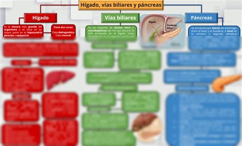 SOLUTION Organigrama De Hi Gado Vi As Biliares Y Pa Ncreas Studypool