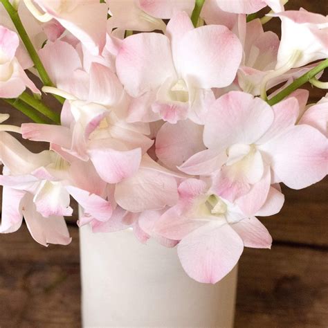 Blush Pink Dendrobium Orchids Fiftyflowers Dendrobium Orchids