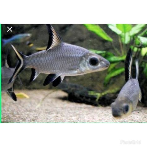 Jual Ikan Hias Air Tawar Depok