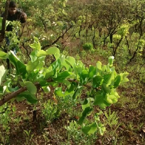 Indivíduo Erythroxylum Suberosum A St Hil Download Scientific Diagram