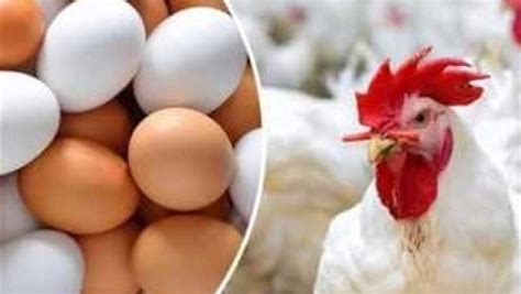 الفراخ بكام النهاردة أسعار الدواجن والبيض اليوم الجمعة الموجز