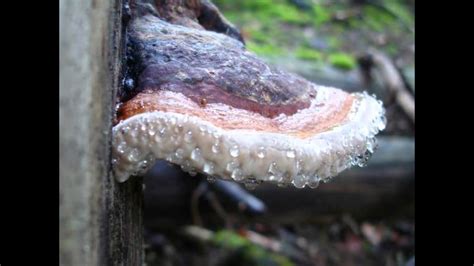 ქარი გიმღერის ნანასა გვერდწითელი Youtube