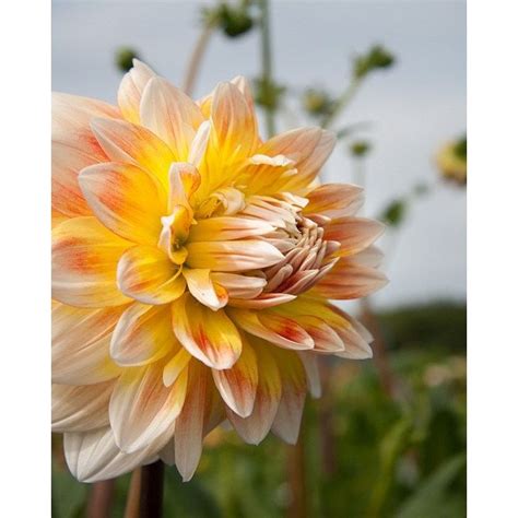 Dahlia Peaches And Cream