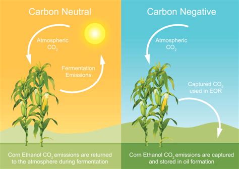 Pathways For Carbon From Photosynthesis In Corn Cultivation Through The