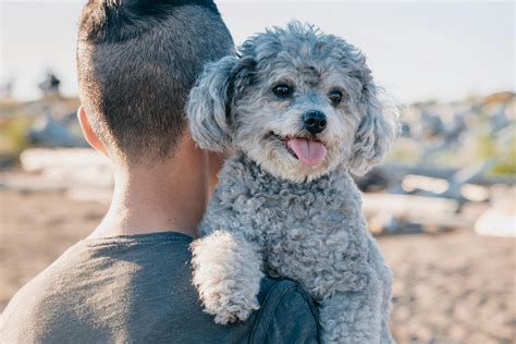 French Poodle Dogs A Guide To Care And Companionship