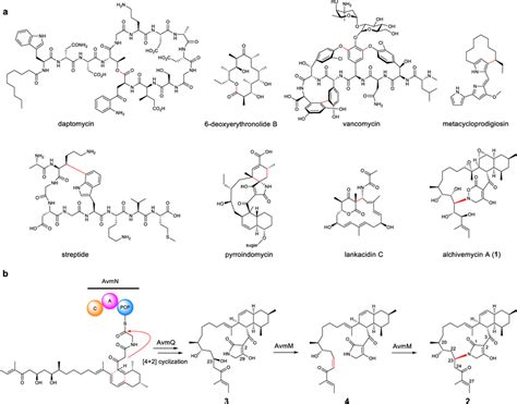 Macrocyclic Reactions Involved In Natural Product Biosynthesis A Download Scientific Diagram