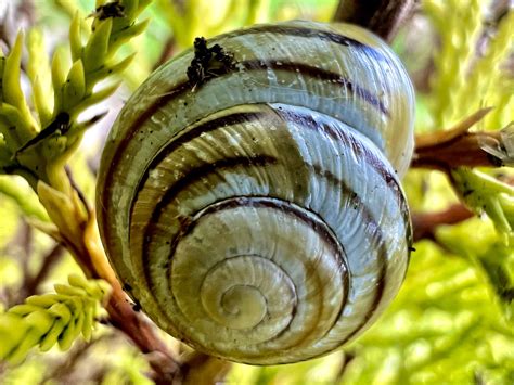 Iphone 13 Pro How To Shoot Macro Photography Macrumors