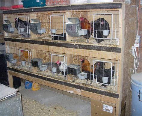 Chicken Coop Breeding Pens At Elijah Leigh Blog