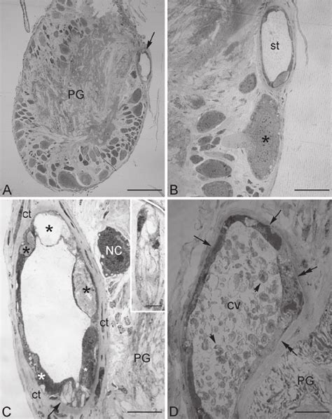 Light Microscopy Of The Statocyst In 1 μm Semi Thin Araldite Sections