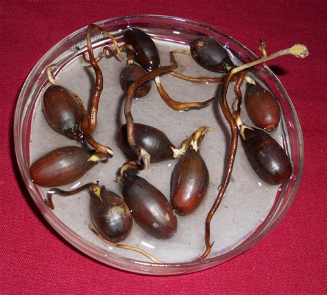 Seed Desiccation In Quercus Floribunda International Oak Society