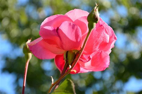 玫瑰 开花 玫瑰花 Pixabay上的免费照片 Pixabay
