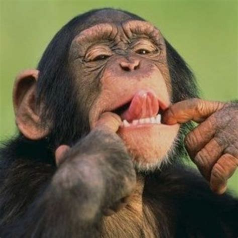 Funniest Monkey Pictures