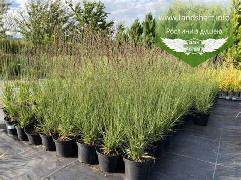 Molinia caerulea 'Moorhexe', Молінія голуба 'Морекс'|landshaft.info