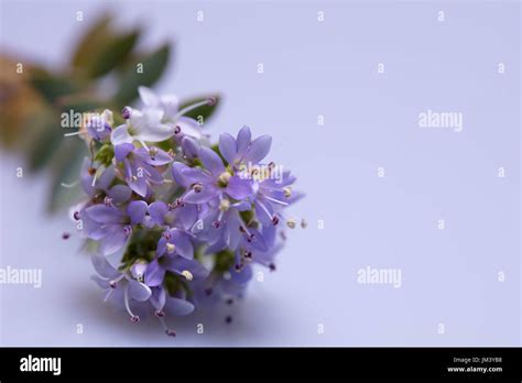 Shrub Veronica Hebe Stock Photo Alamy
